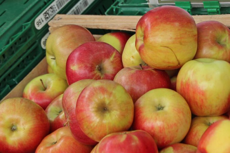 Apfelsorte Idared: Geschmack, Verfügbarkeit, Lagerung