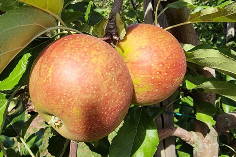 Apfelsorte Wellant: Geschmack, Verfügbarkeit, Lagerung